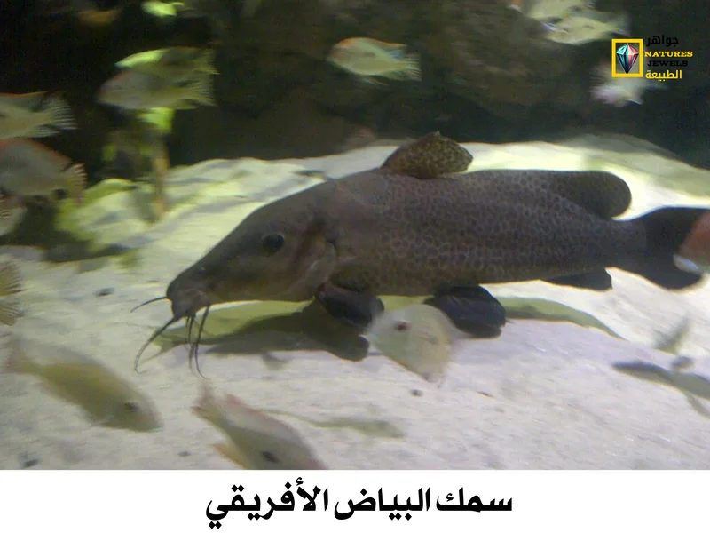 أنواع السمك في مصر: أنواع الأسماك واسمائها بالصور في مصر - جواهر طبيعية