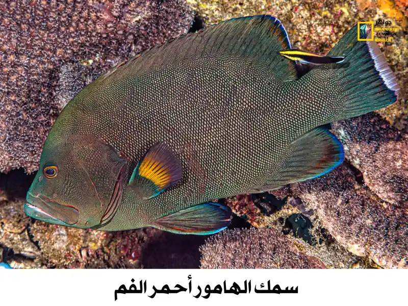 أنواع السمك في مصر: أنواع الأسماك واسمائها بالصور في مصر - جواهر طبيعية